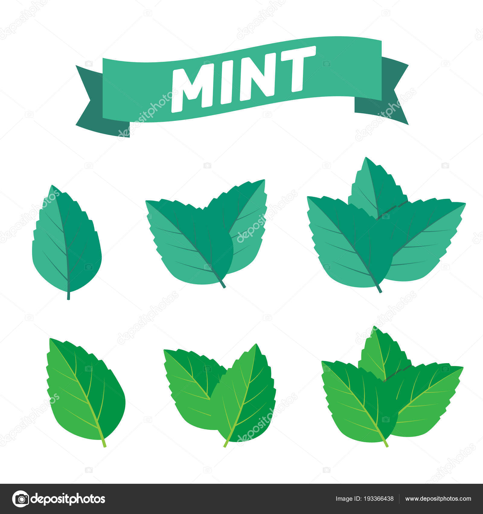 Mint green vector illustration set. Mint logo vector Stock Vector Image ...