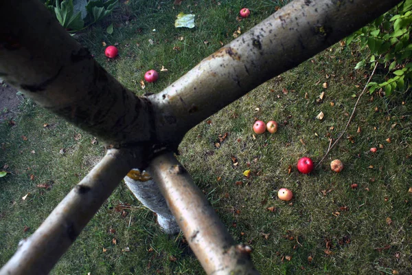 Apple pressing Stock Photos, Royalty Free Apple pressing Images ...