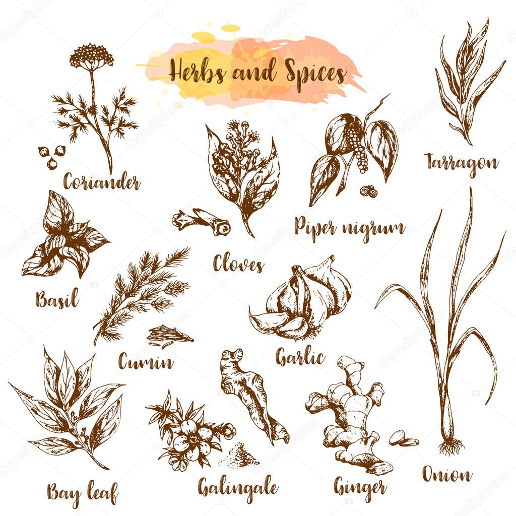 Ilustración vectorial de hierbas y especias. Hierba, planta, especias ...