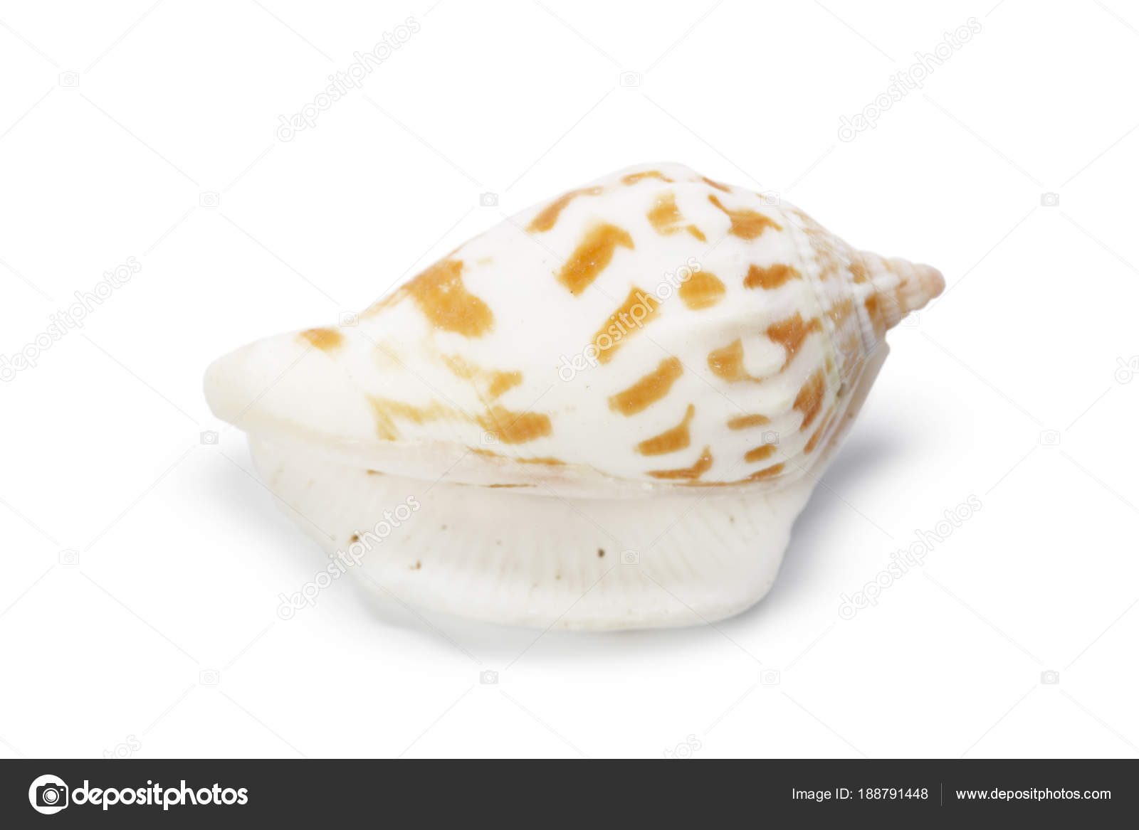 Seashell Isolated White Background — Stock Photo © Fotofabrika #188791448