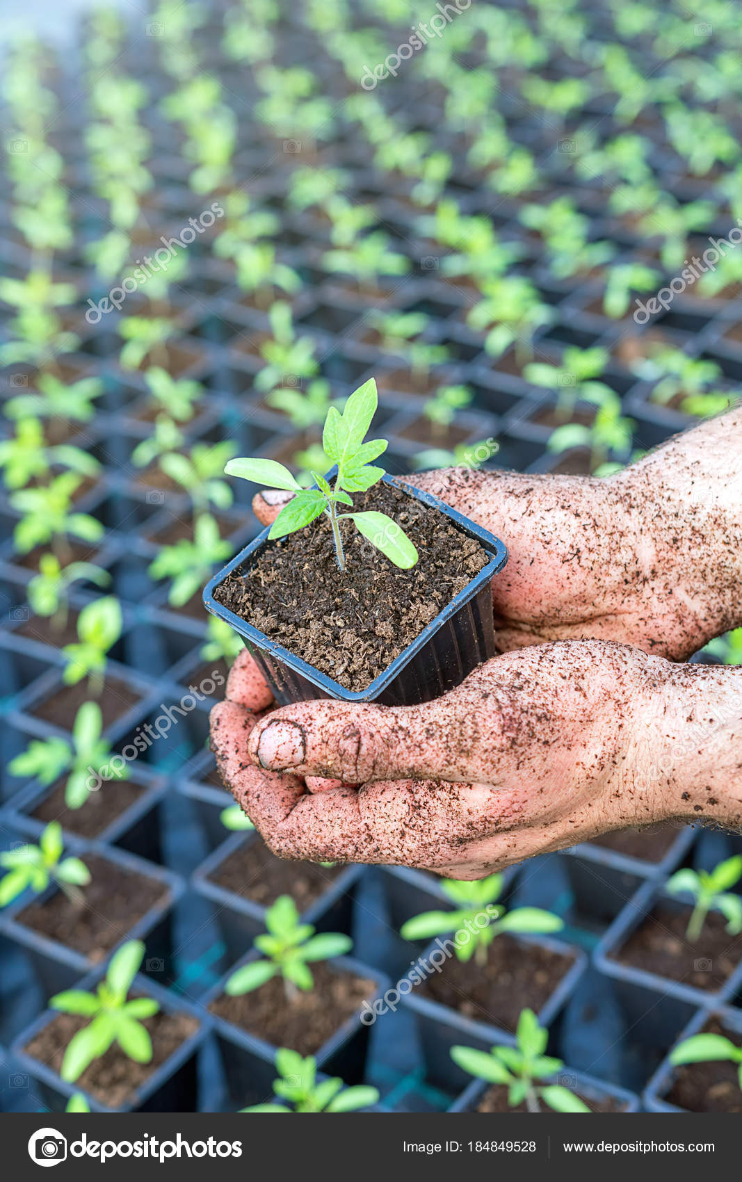 Hand holding green seedling — Stock Photo © Allexxandar #184849528