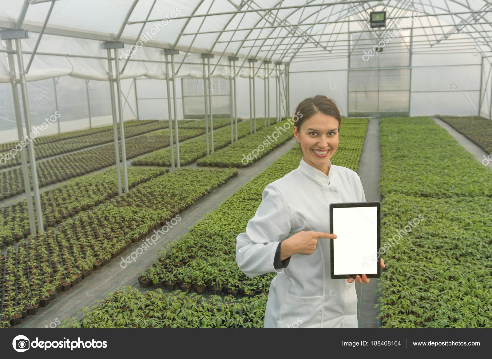Female Biotechnology engineer tablet greenhouse. Plant seedlings ...