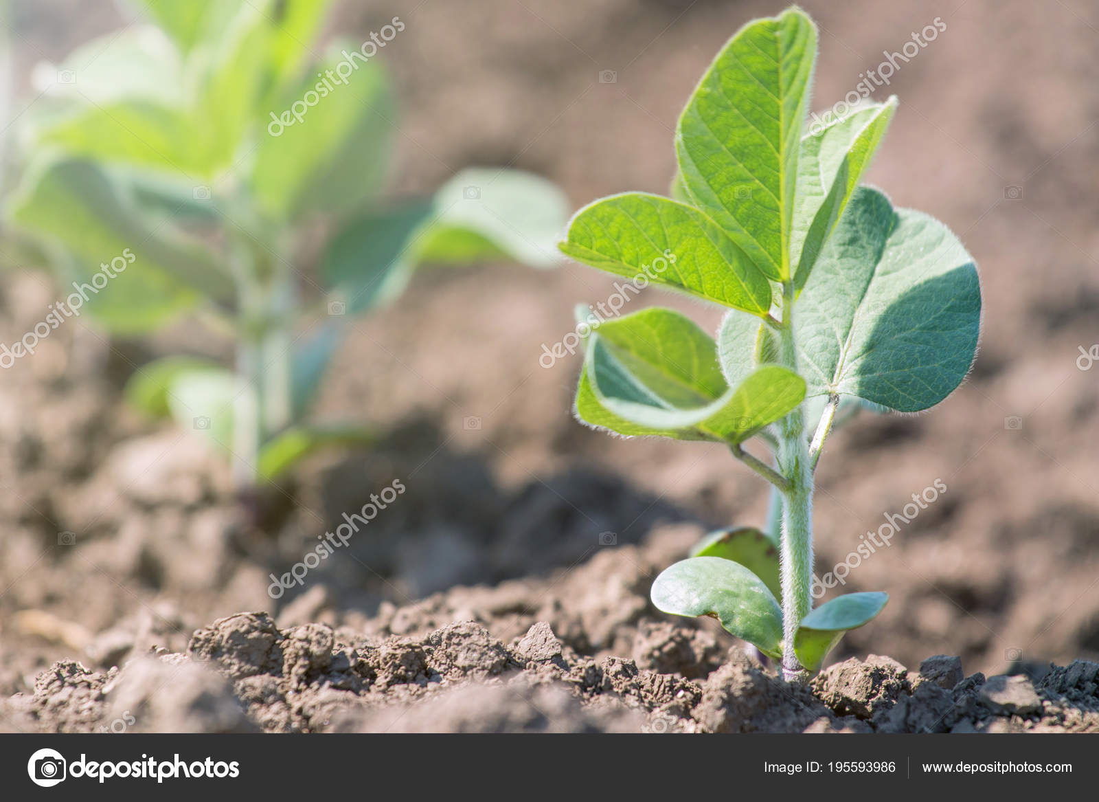 Green cultivated soy bean plant in field, spring time. — Stock Photo ...