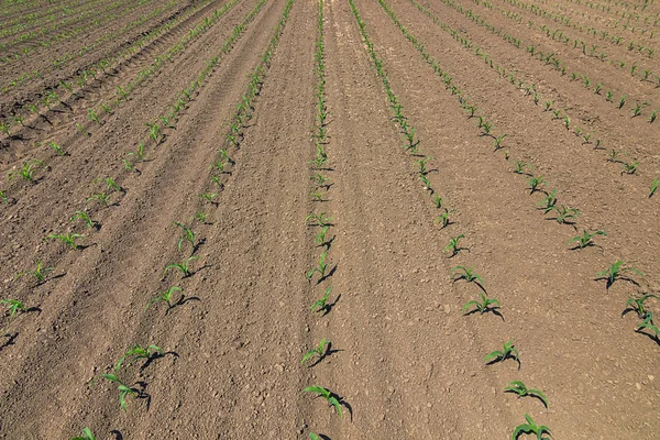 Rows of young green corn plants. Corn seedling on the field. - Stock ...