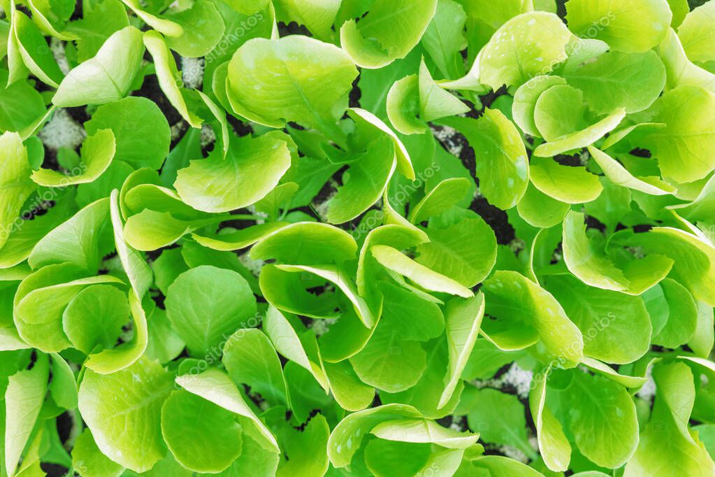 Plántulas de lechuga, Plantas de lechuga verde fondo vegetal. Granja de ...