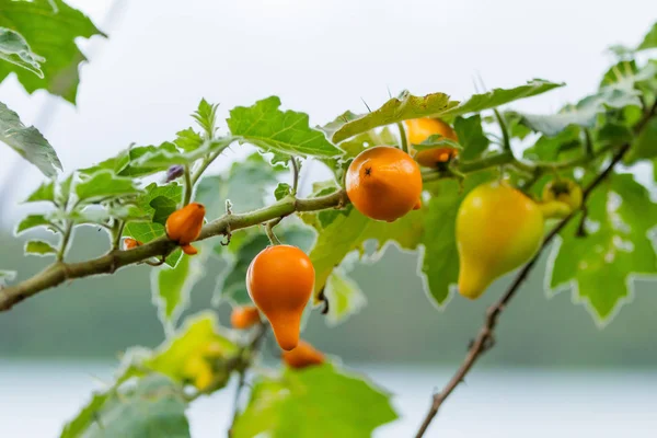 Solanum mammosum se conoce comúnmente como fruto del pezón, fruta de ...