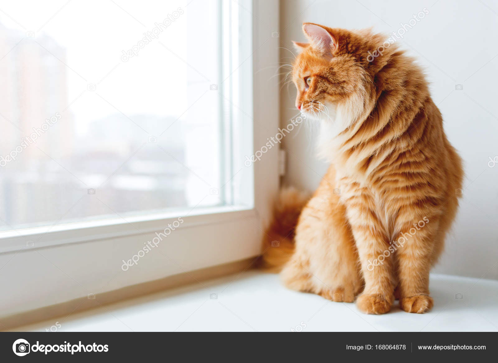Cat At Window Waiting