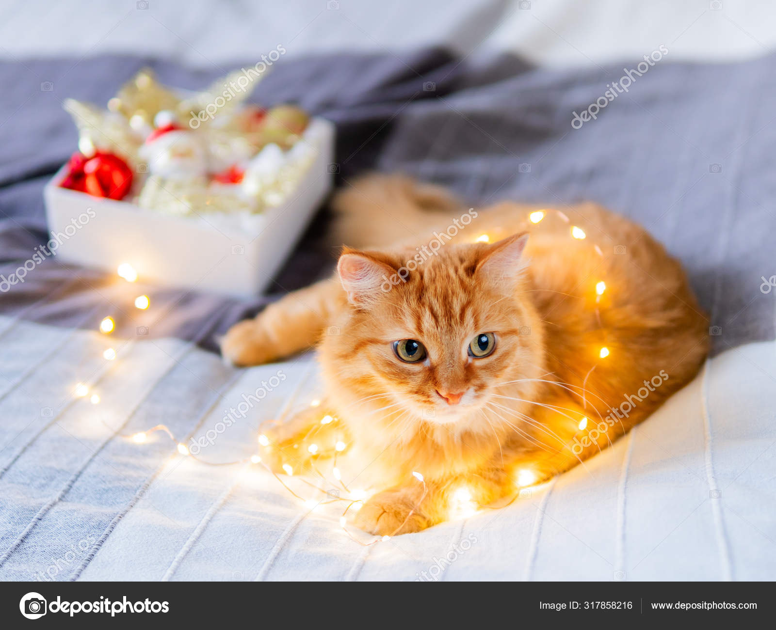 Light Ginger Cat