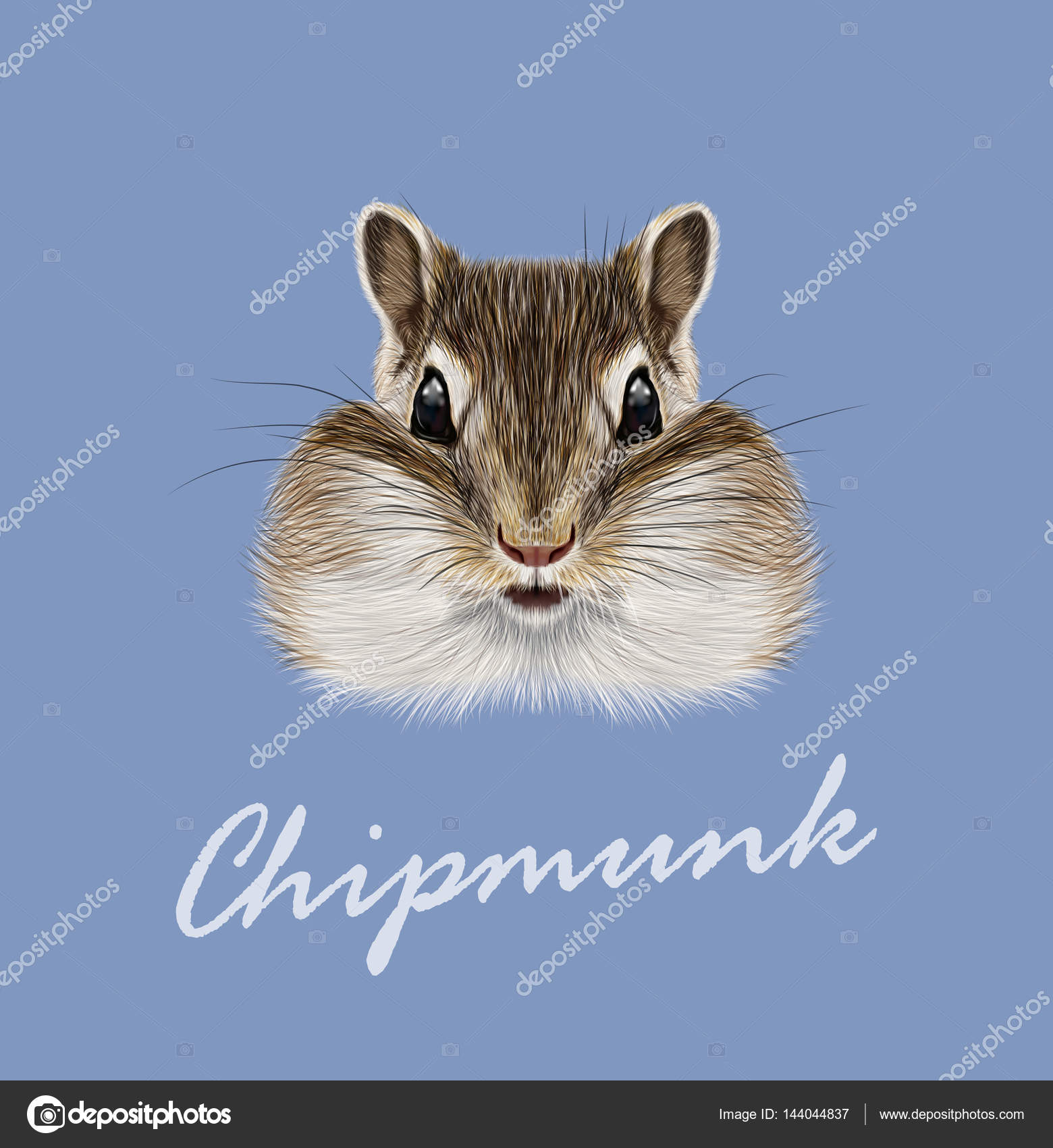 Vector Illustrated portrait of Chipmunk Stock Vector by ©ant_art 144044837
