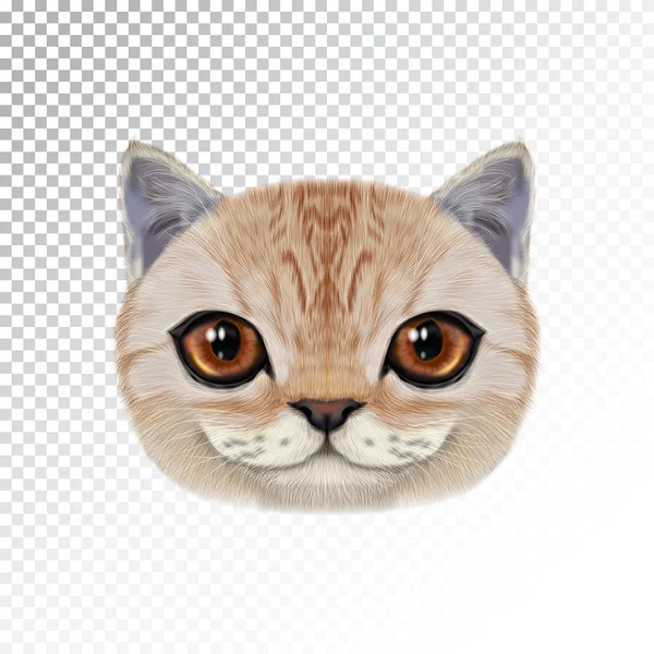 Cat Face Vector Png