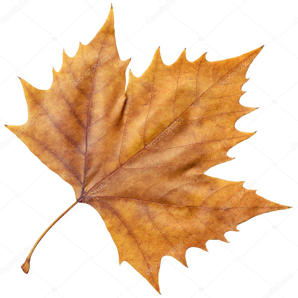 Dry Maple Leaf Isolated On White Background — Stock Photo © Berka777 ...