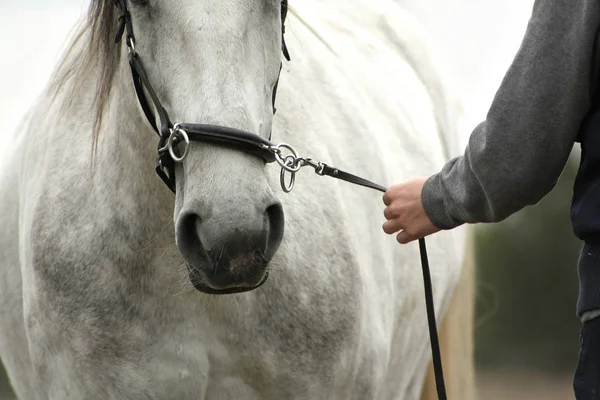 Woman leads a white spanish horse on cavesson bridle. Close up. - Stock ...