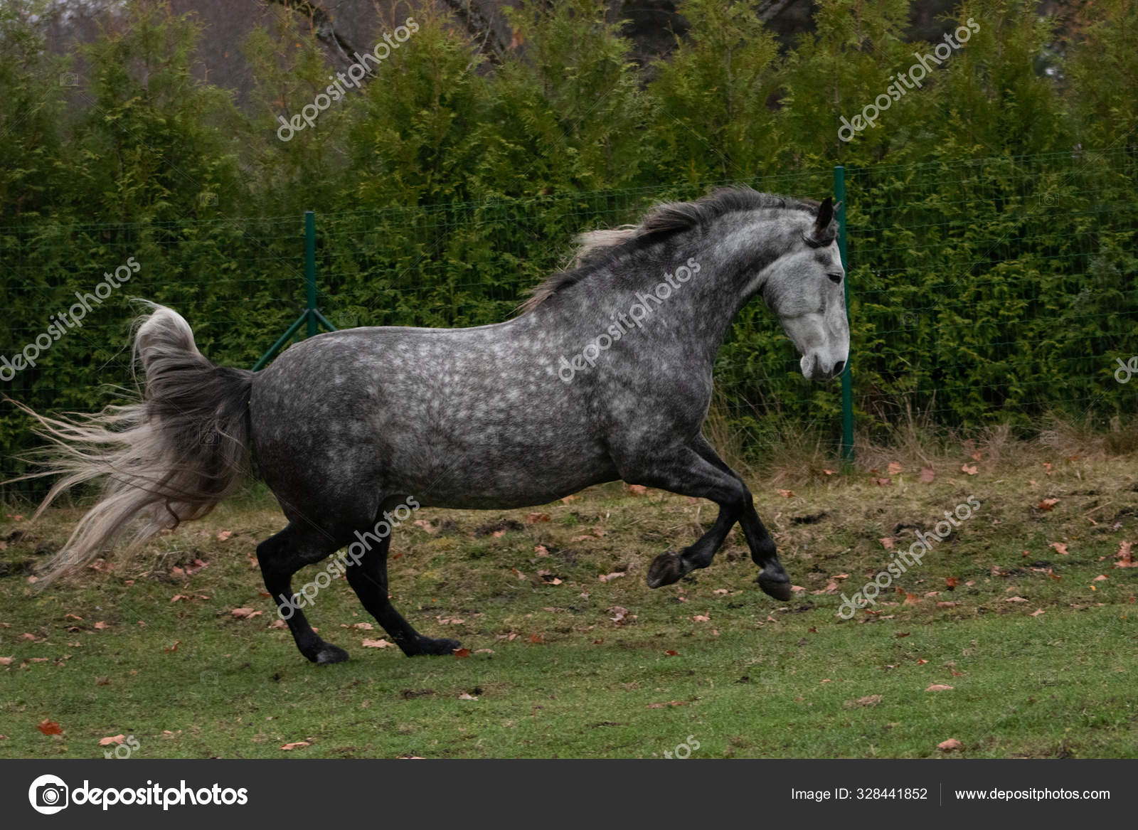 Grey Dappled Andalusian Breed Horse Running Field Late Autumn Animal ...