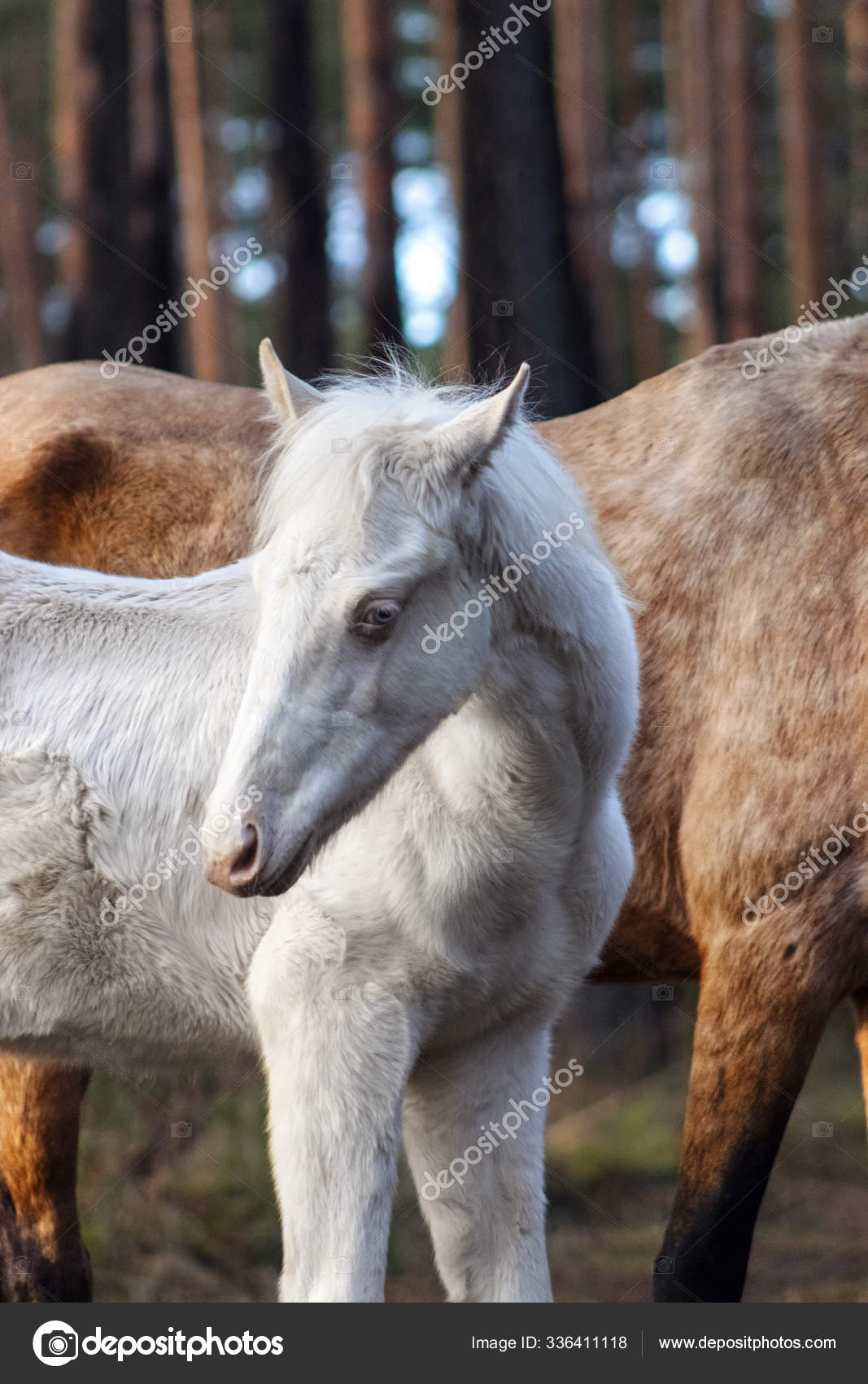 Perlino Foal