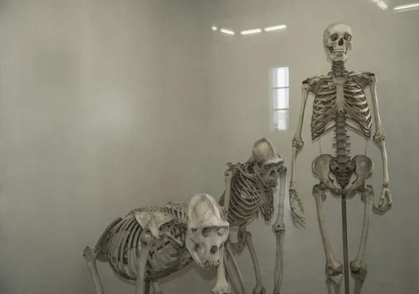 Anthropoid skull Stock Photos, Royalty Free Anthropoid skull Images ...