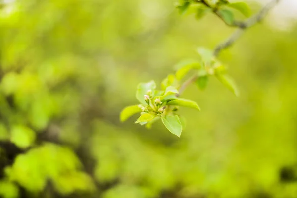 Fresh spring sprouting leaves on twig - Stock Image - Everypixel