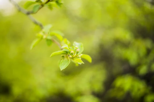 Fresh spring sprouting leaves on twig - Stock Image - Everypixel