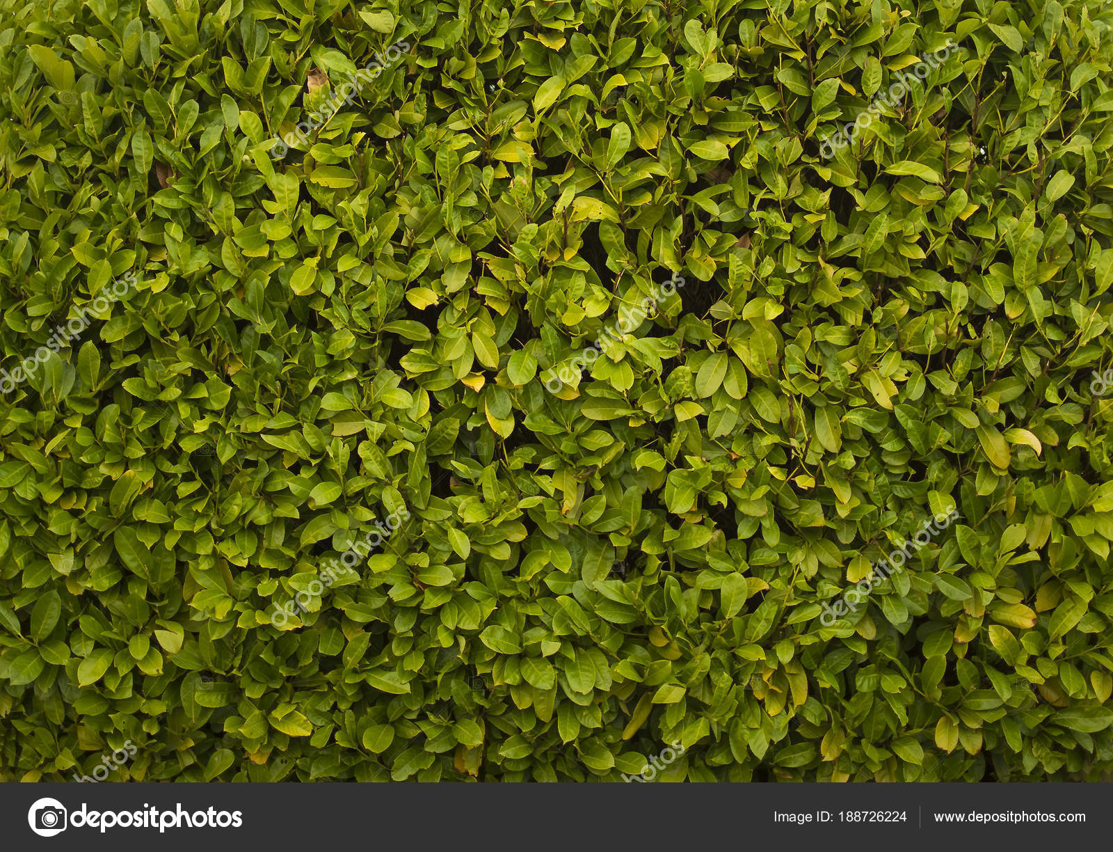 Seamless Leaf Texture