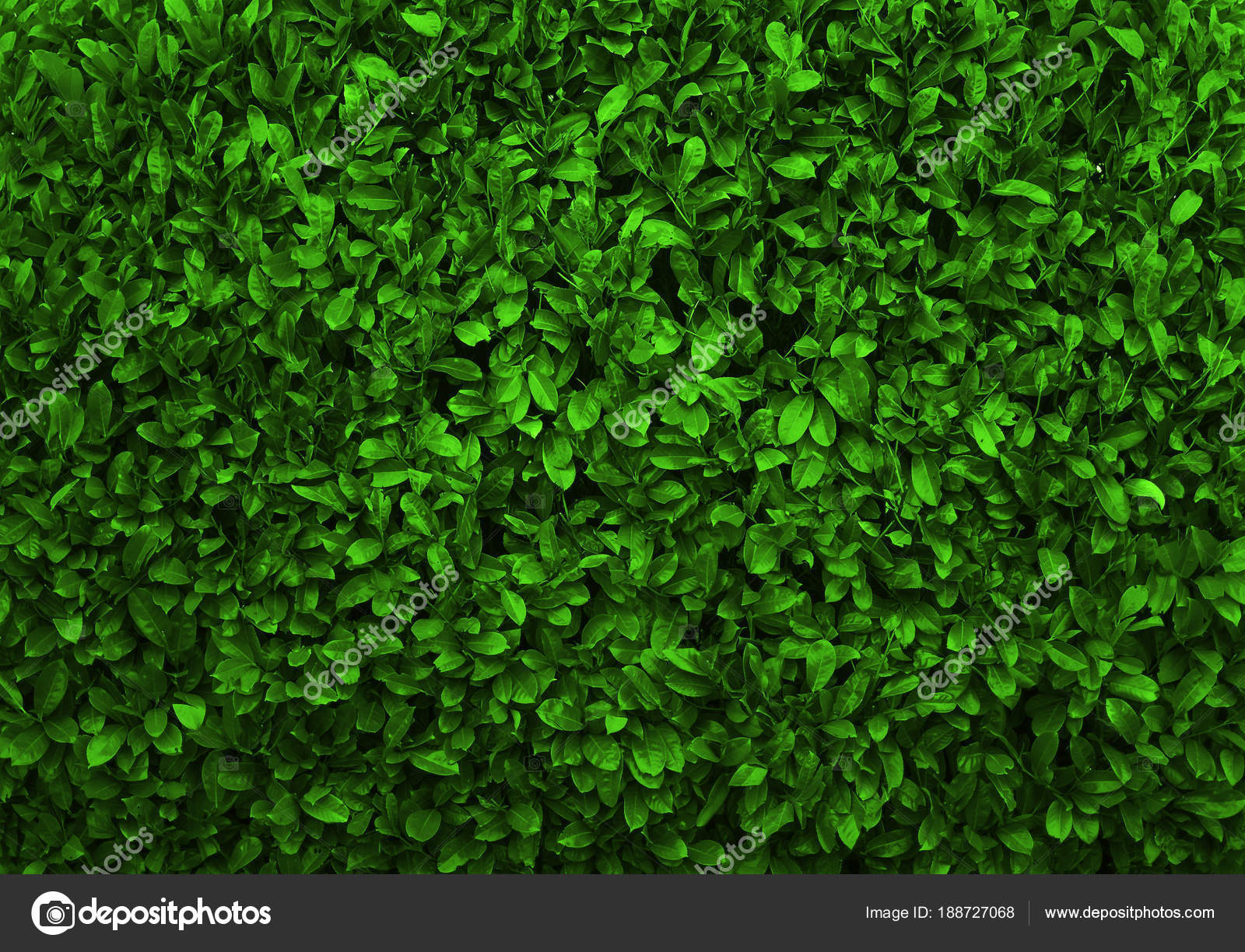 Leaves Texture Seamless