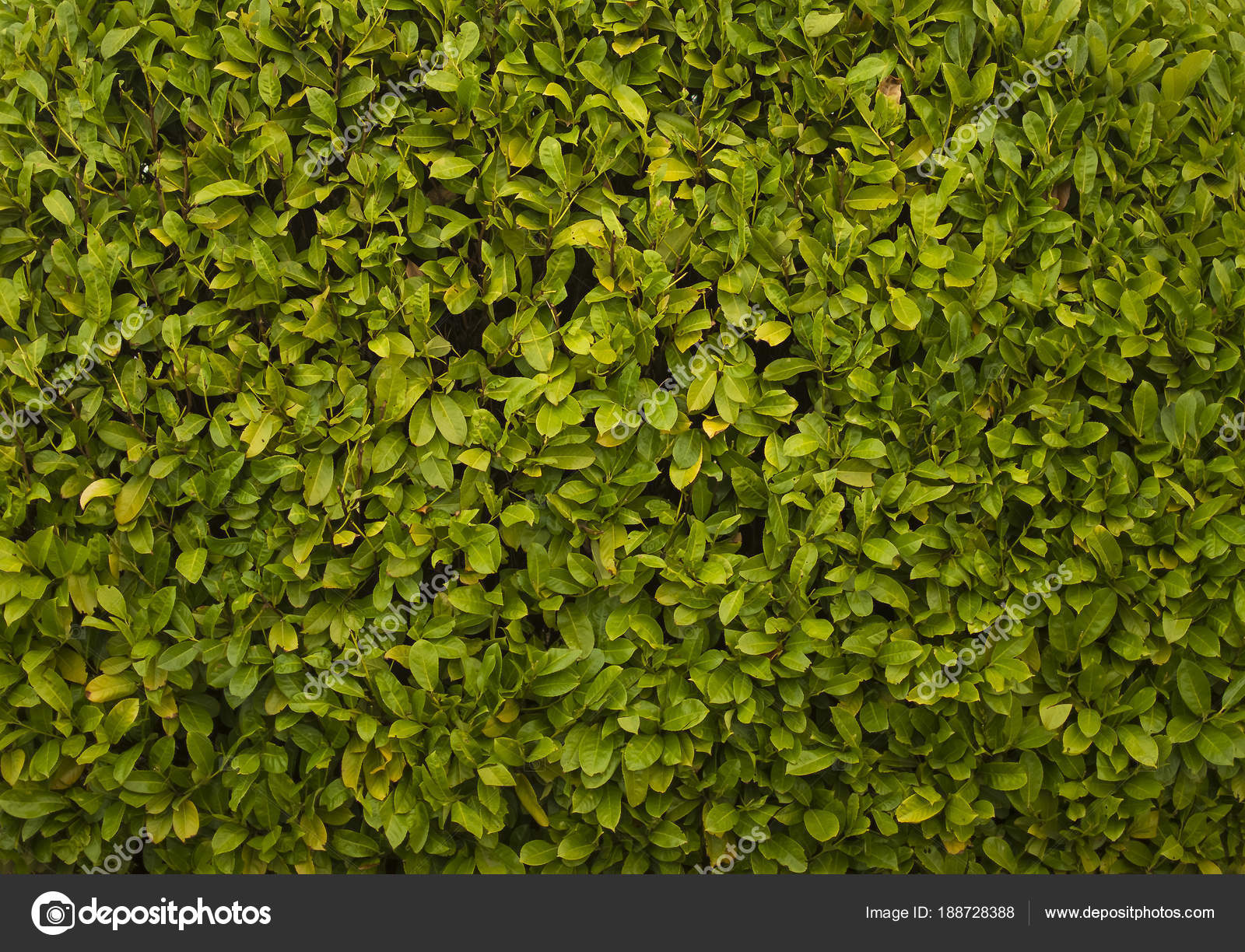 Leaves Texture Seamless