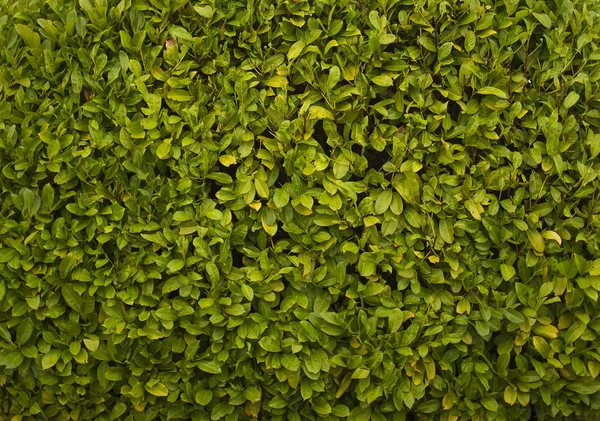 Green Leaves Background Seamless Texture Green Leaves Texture — Stock ...