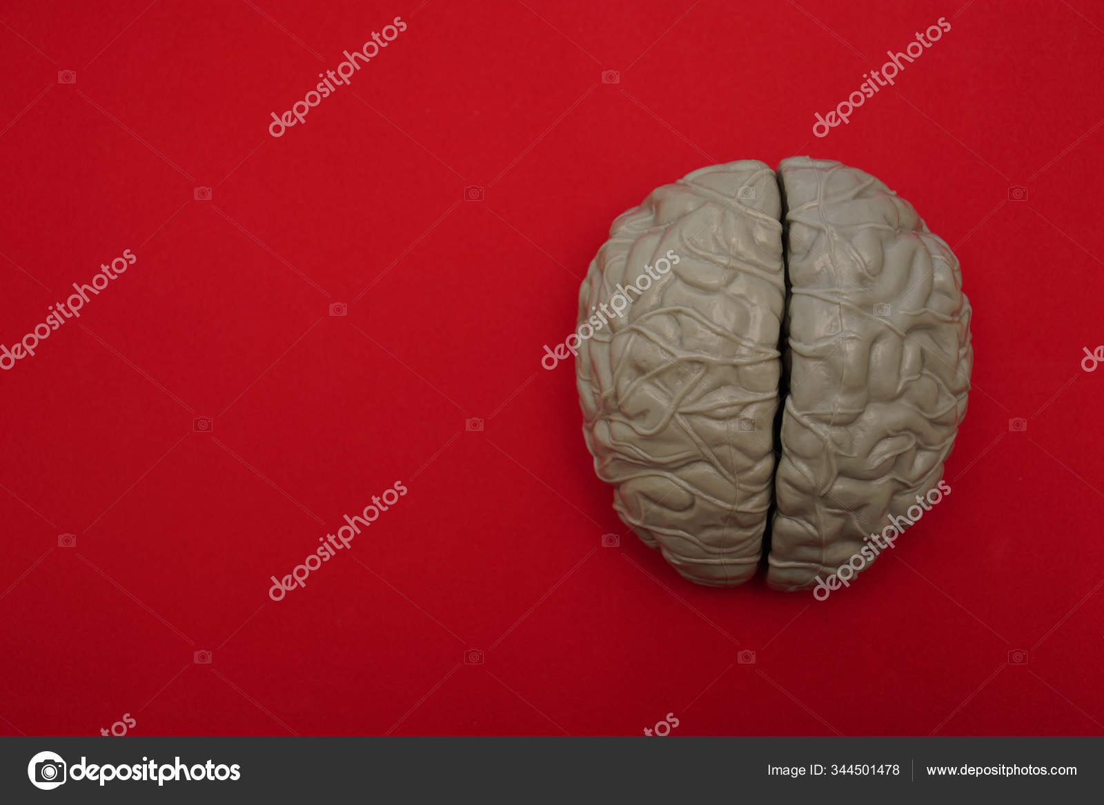 Gray Human Brain Red Background Empty Copy Space Inscrption Top Stock ...