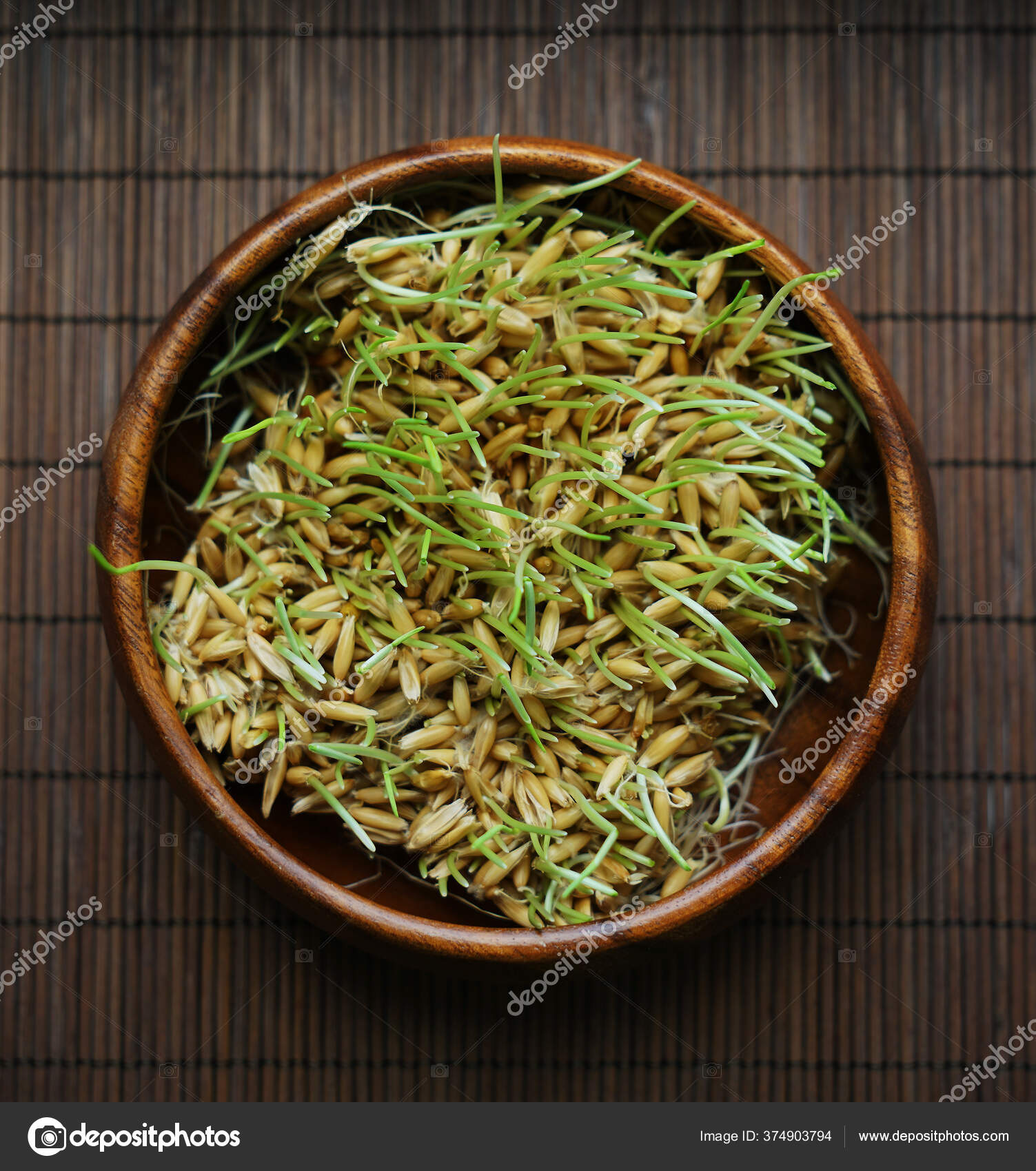 Dish Top View Roots Sprouted Oats Oat Grains Seed Germination Stock ...