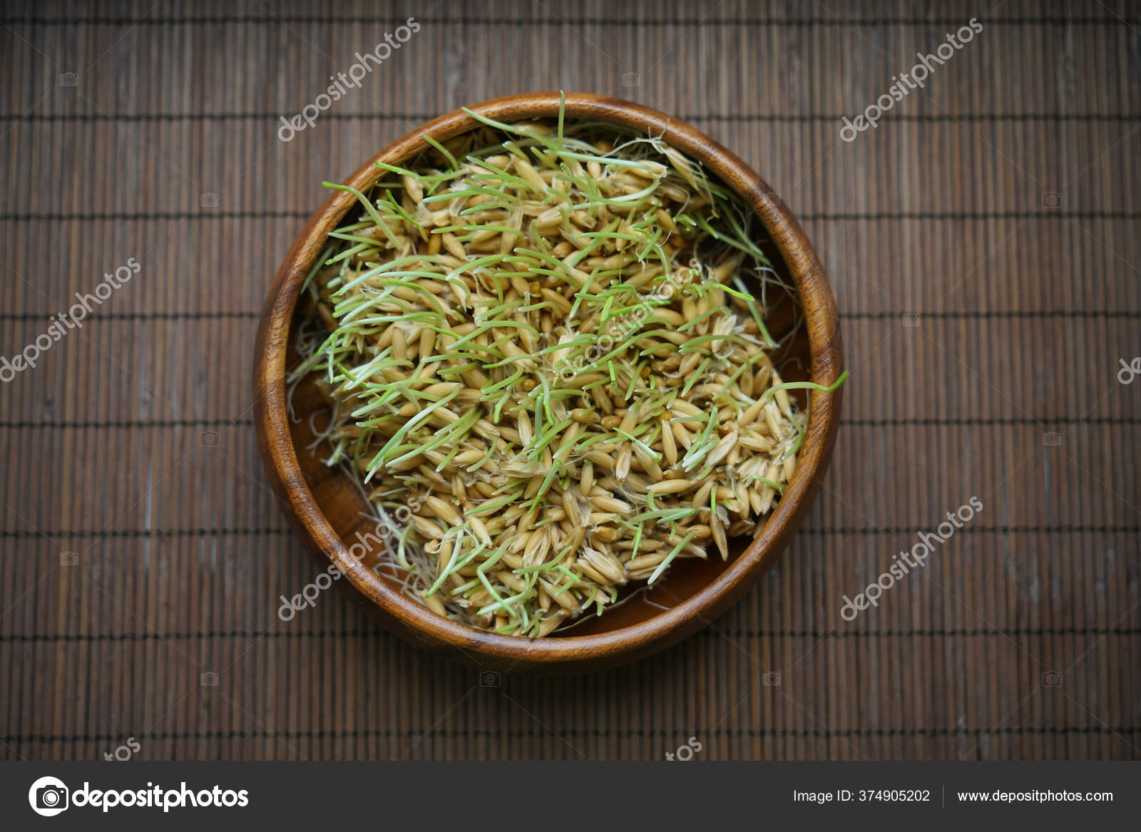 Dish Top View Roots Sprouted Oats Oat Grains Seed Germination Stock ...