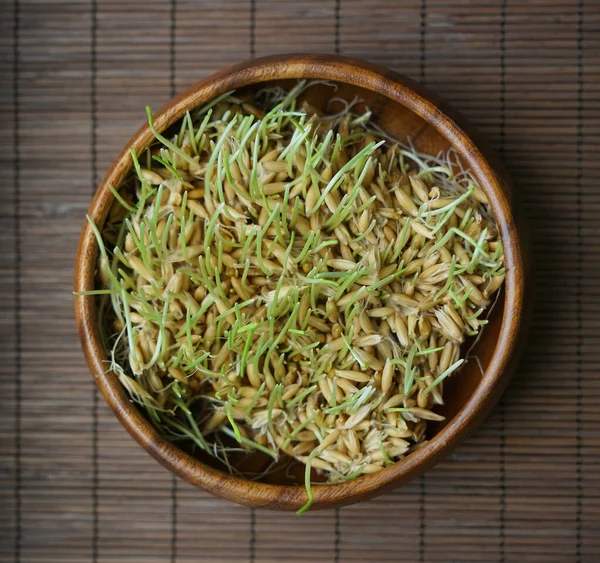 Dish Top View Roots Sprouted Oats Oat Grains Seed Germination Stock ...