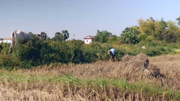 1,577 Campesino tradicional Videos, Royalty-free Stock Campesino ...