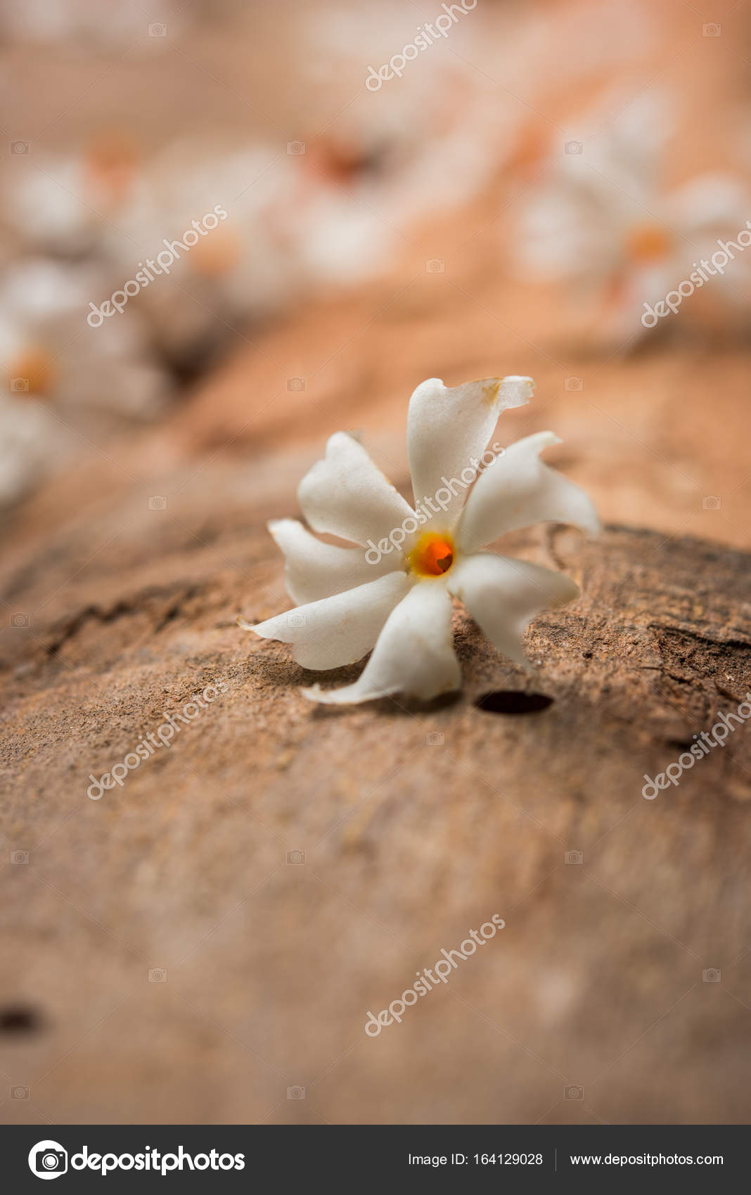 Parijat Flower Hd Wallpaper | Best Flower Site