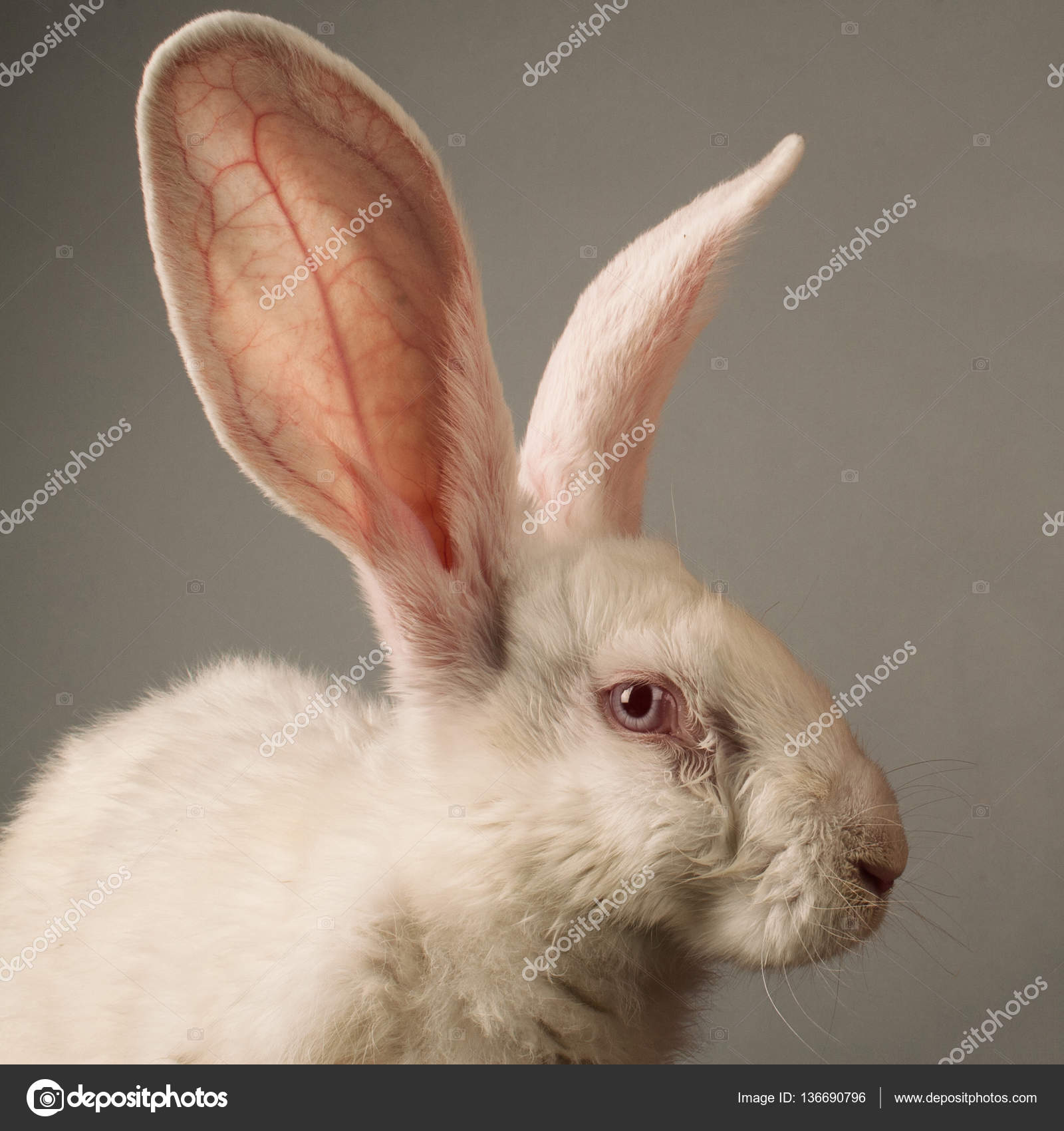 White rabbit portrait Stock Photo by ©macondos 136690796