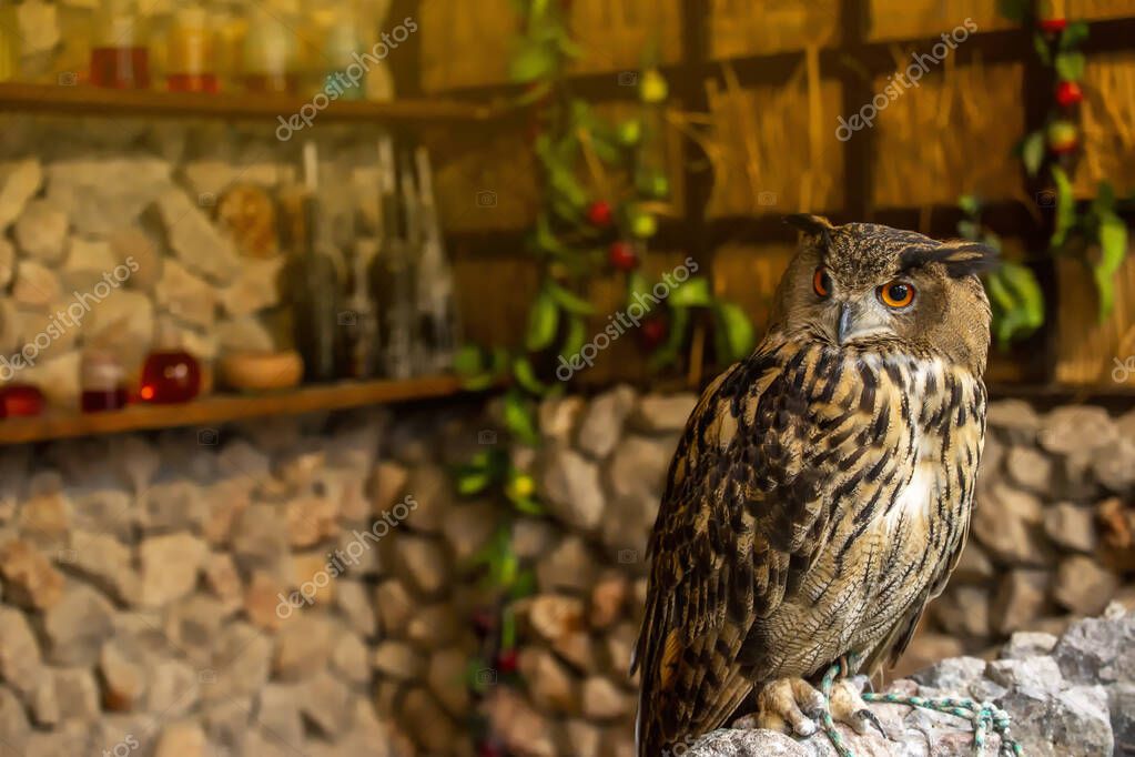 El búho de orejas cortas es una especie de búho de la familia ...