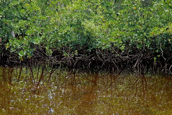 Floating mangrove forest Stock Photos, Royalty Free Floating mangrove ...