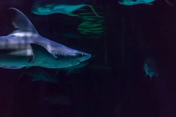 Hiu harimau pasir Stock Photos, Royalty Free Hiu harimau pasir Images ...