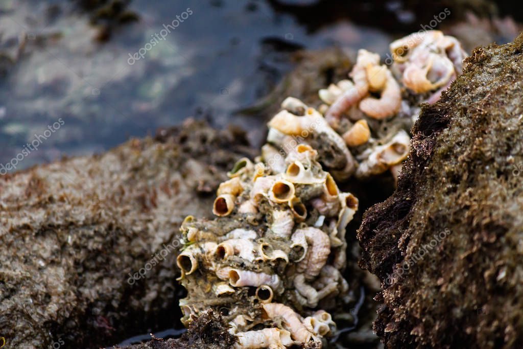 conchas tubulares entrelazadas de color rosa y naranja unidas a la roca ...