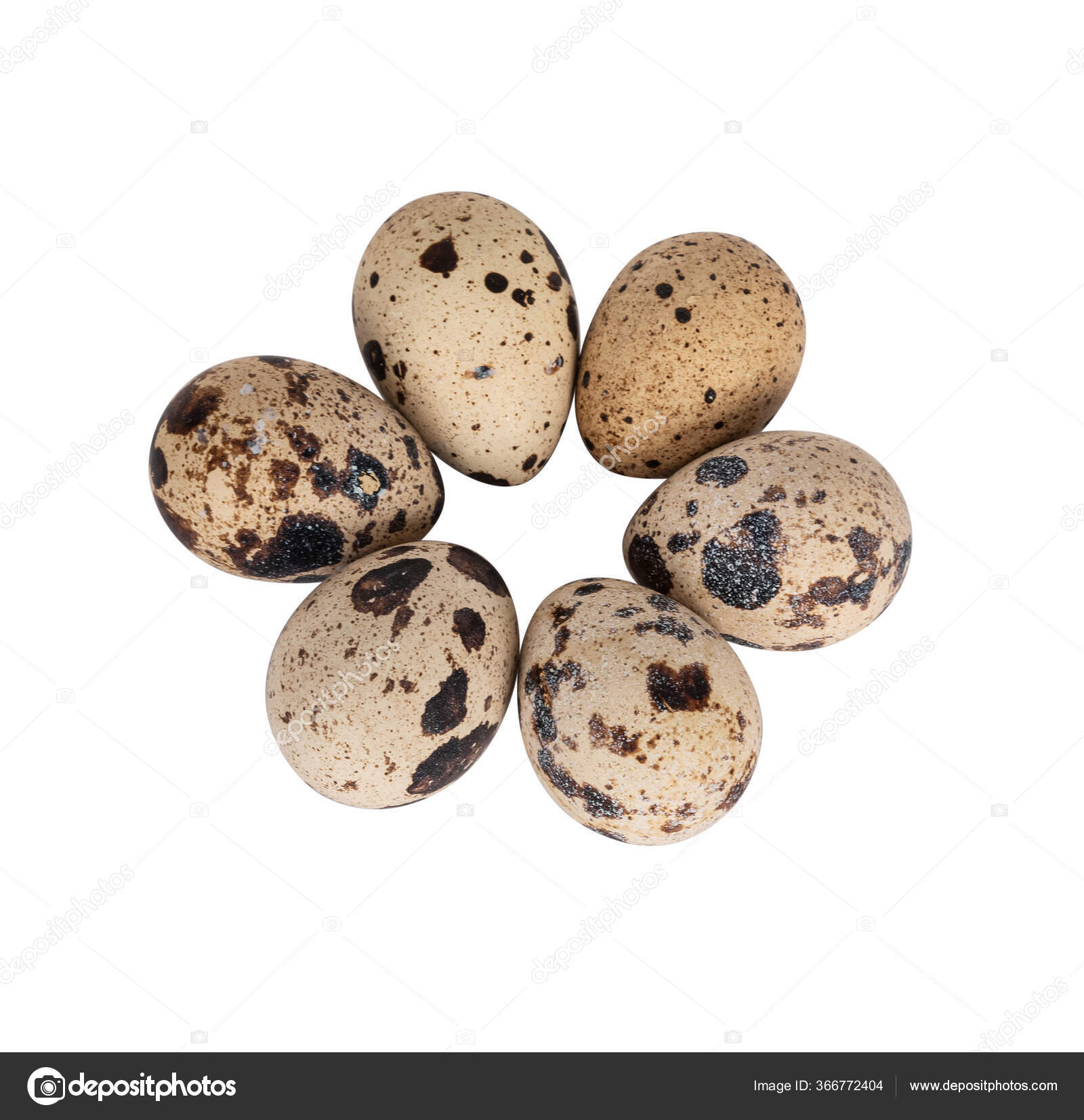 Quail Eggs Isolated White Background — Stock Photo © petrova_dc #366772404