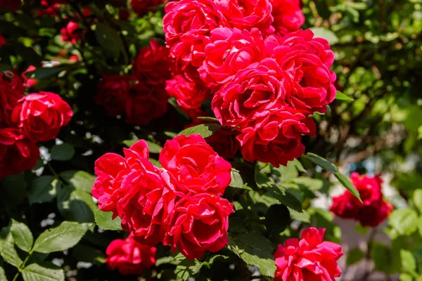 Greece roses Stock Photos, Royalty Free Greece roses Images | Depositphotos