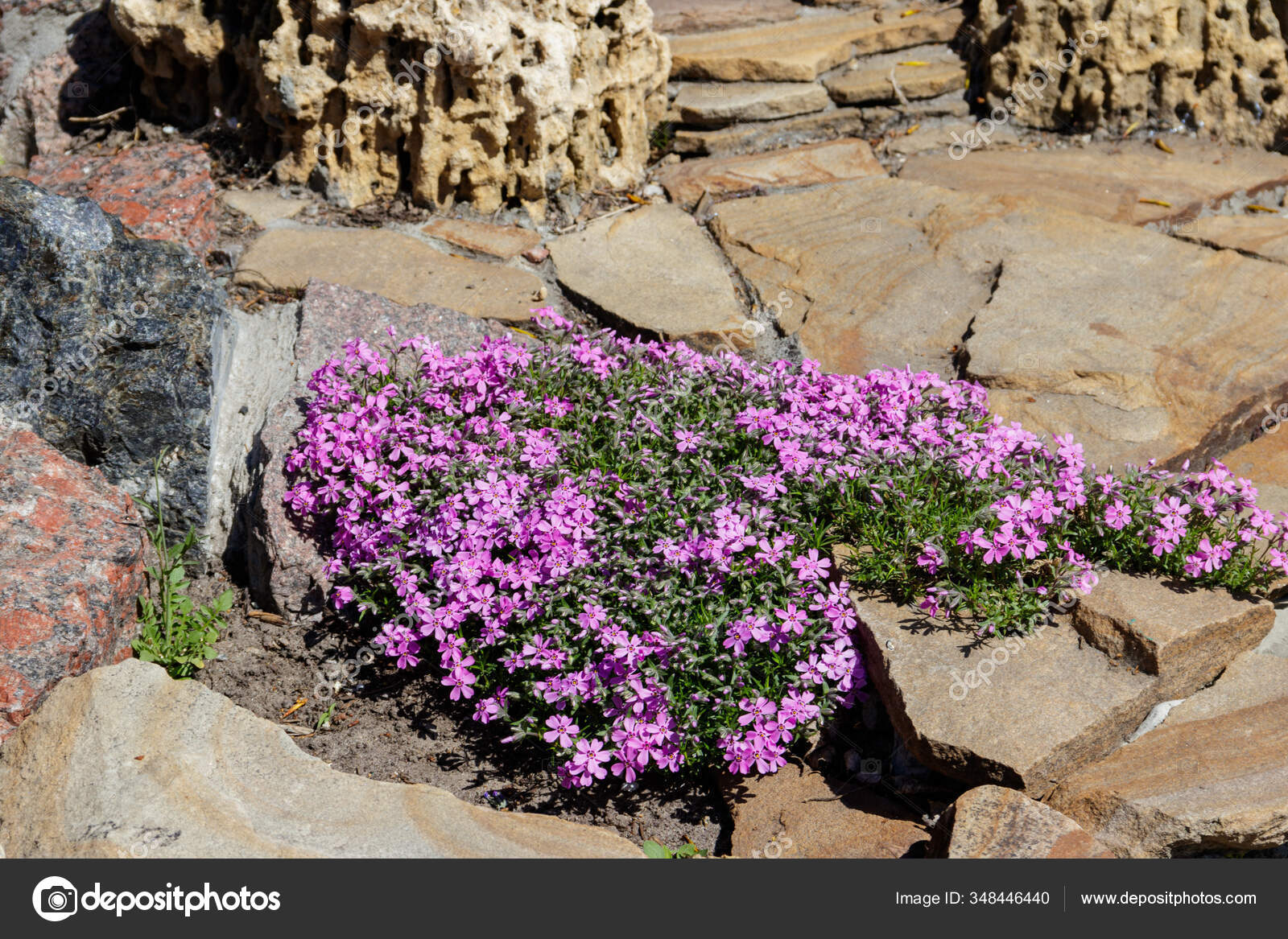 Creeping Phlox Phlox Subulata Moss Phlox Flowerbed Stock Photo by ...
