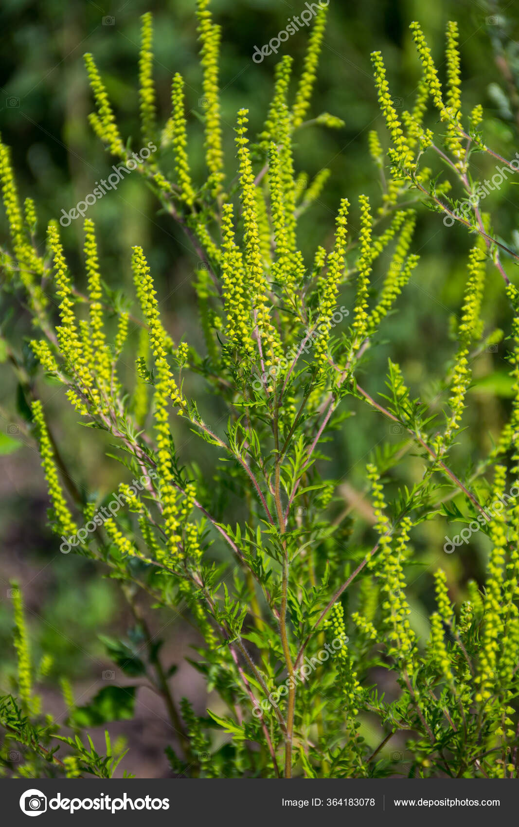 Ragweed Plant
