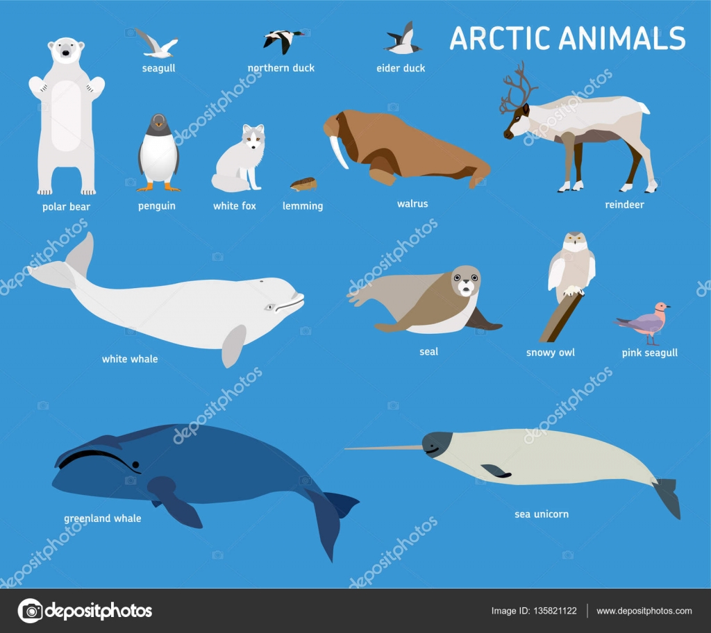 Zwierzęta arktyki