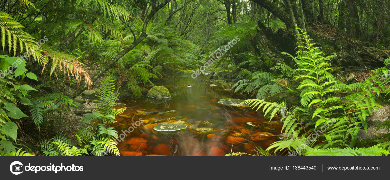 South African Jungle