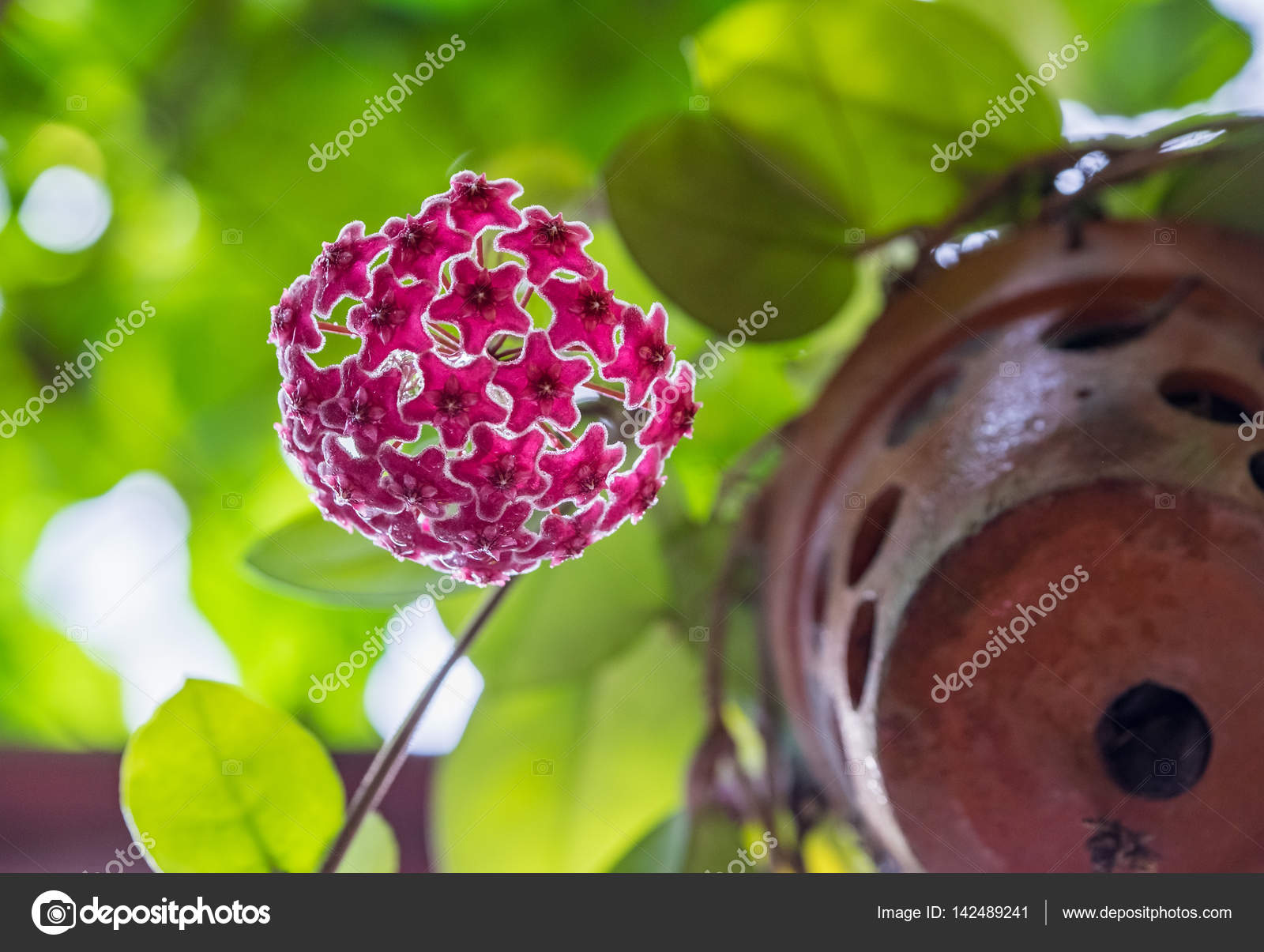 Tickles Clipart Of Flowers