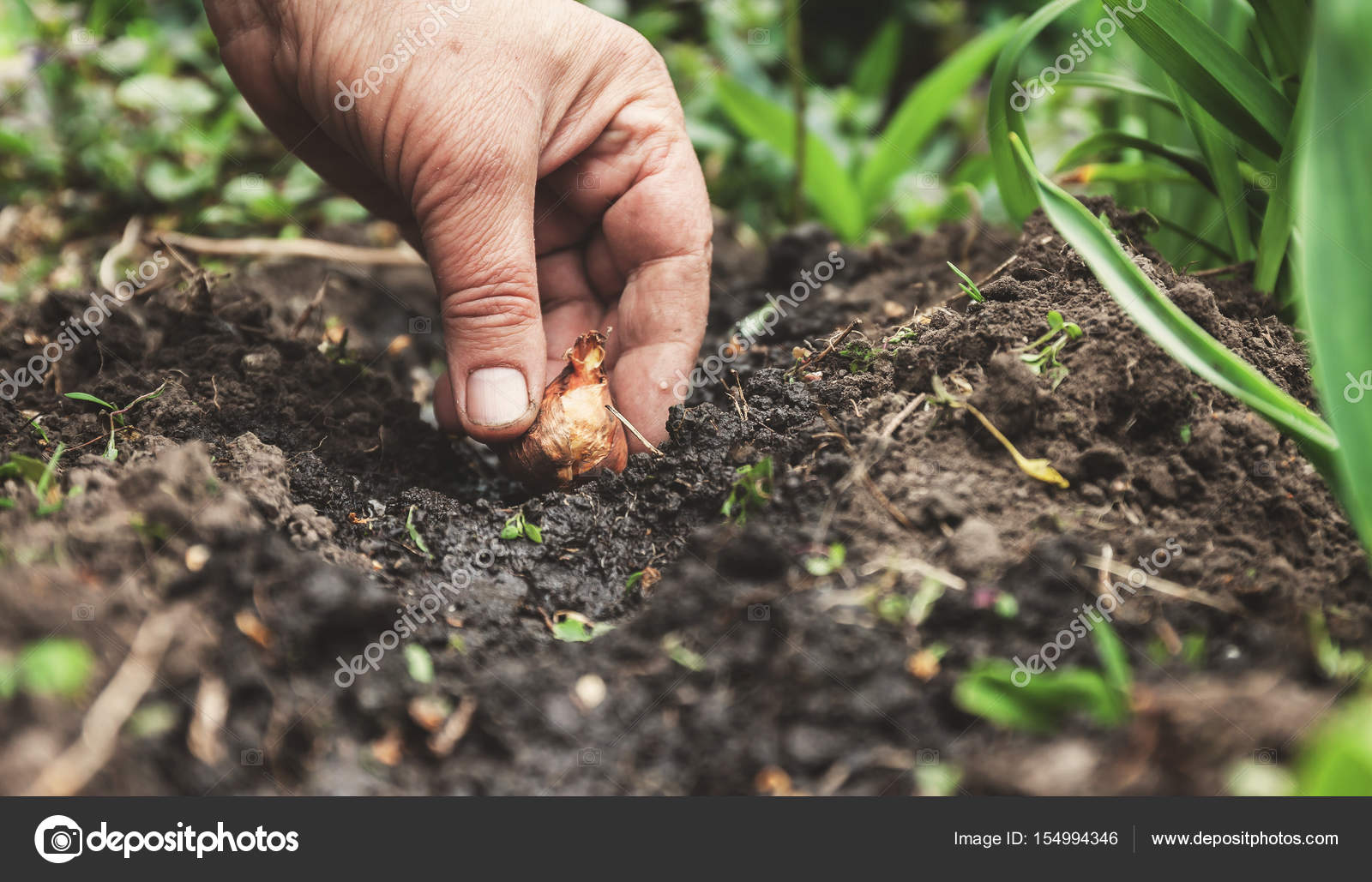 Women's hand sadi in soil-soil flower bulbs. Close-up, Concept o ...
