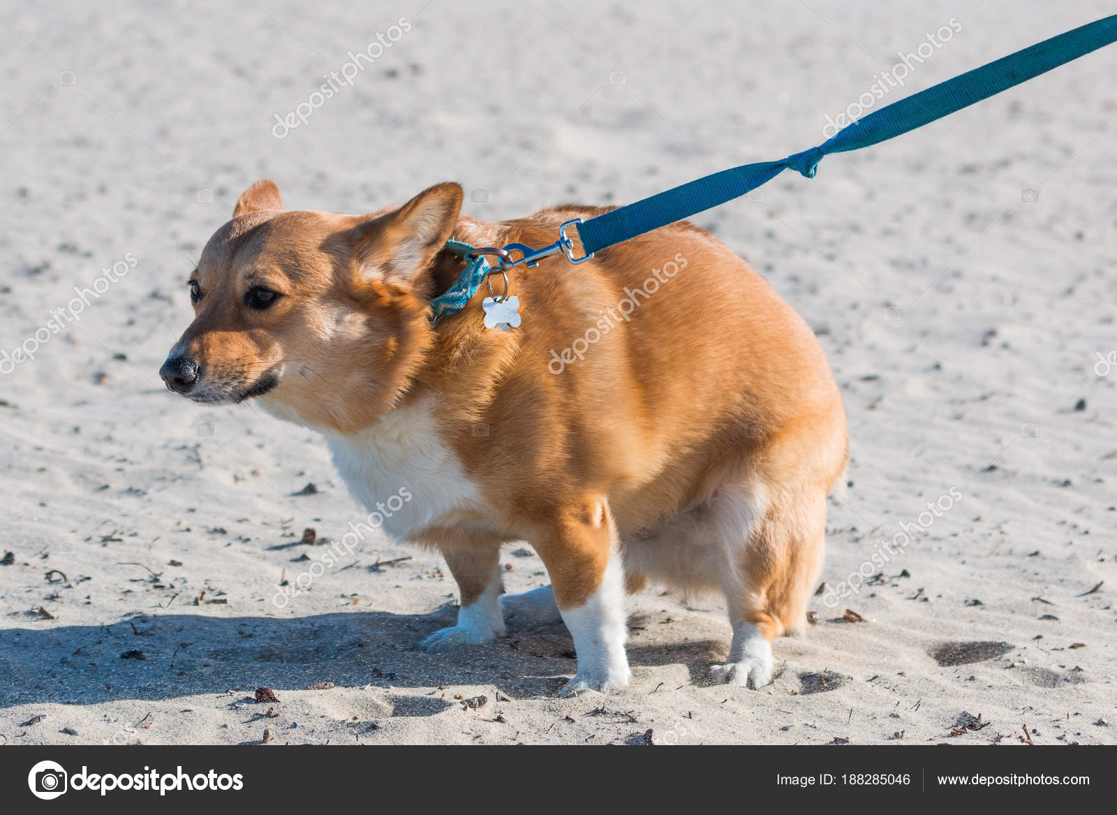Pembroke Welsh Corgi Fait Caca Sur Dog Beach Ocean Beach image libre de ...