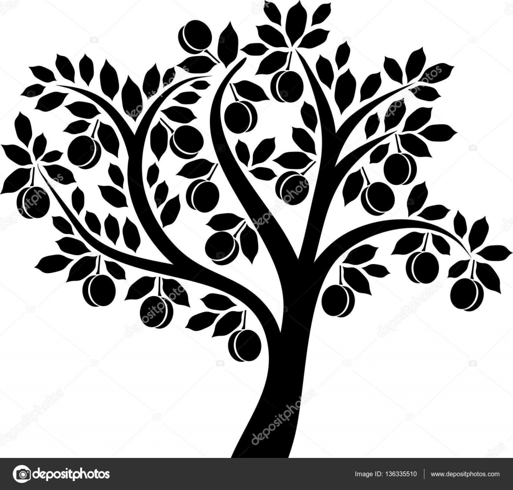 Apricot Tree Drawing