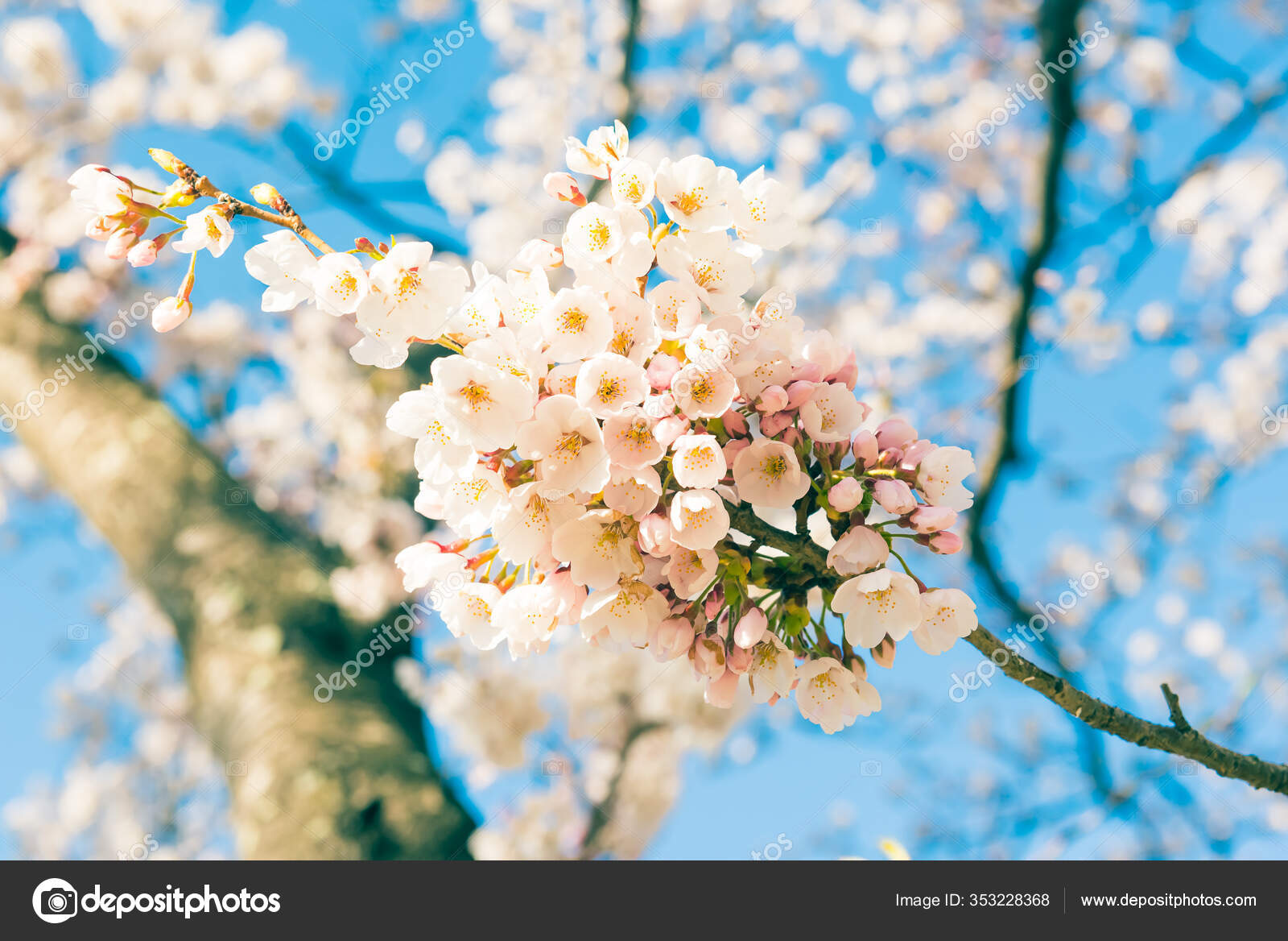 Sakura Tree Japan Blooming Cherry Blossom Flower Garden Spring — Stock ...