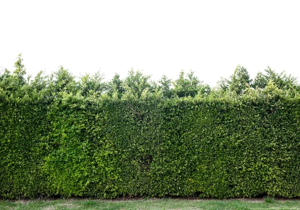Hedge repeat Stock Photos, Royalty Free Hedge repeat Images | Depositphotos