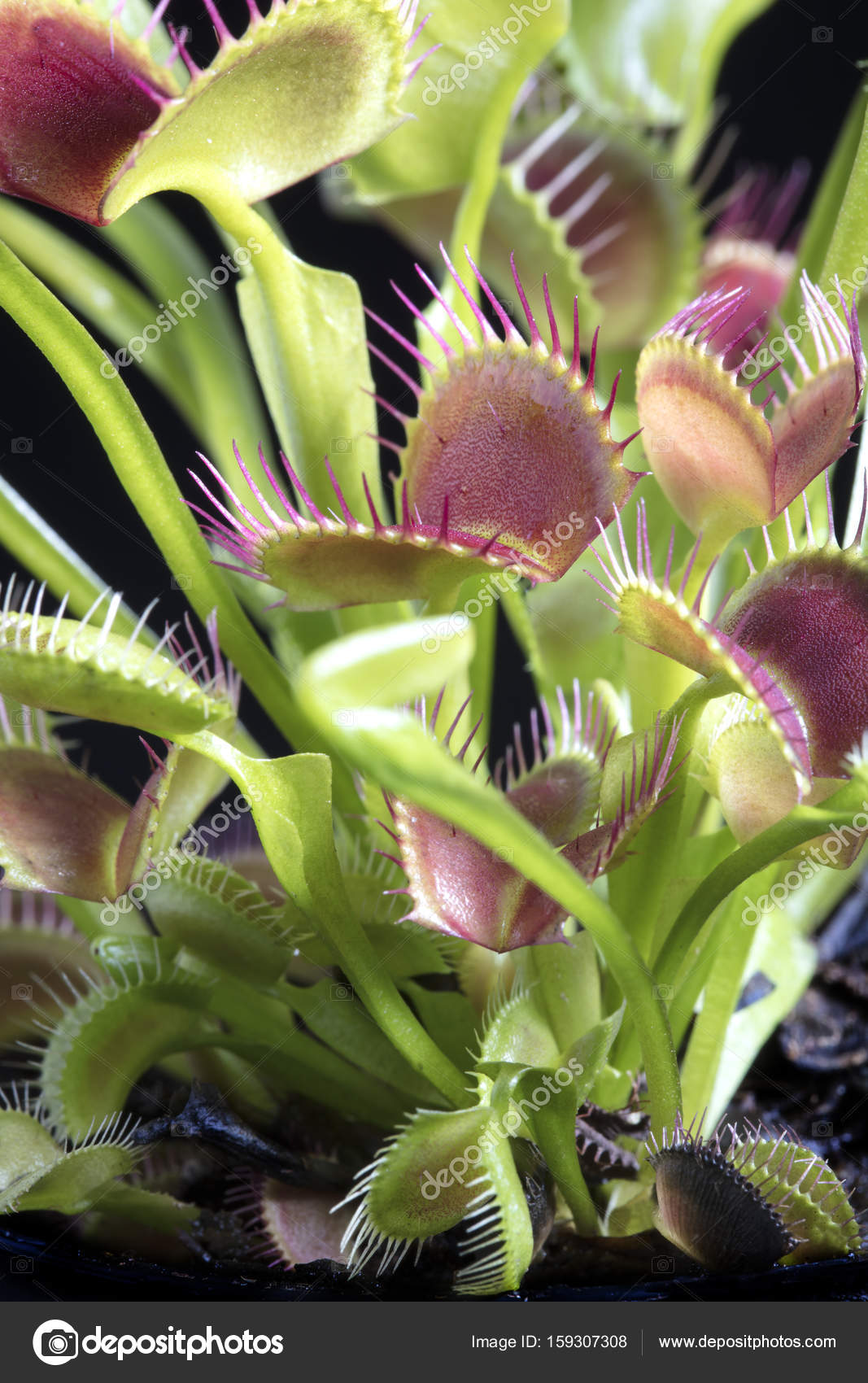 Tropical and Colorful Venus Flytrap Stock Photo by ©almana4327 159307308