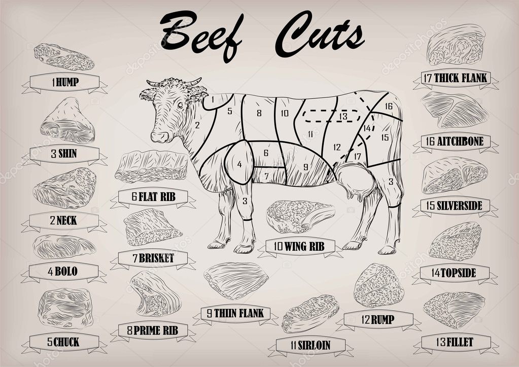 Beef Cow Bull Whole Carcass Cuts Cut Parts Infographics Scheme Sign Signboard Poster Butchers